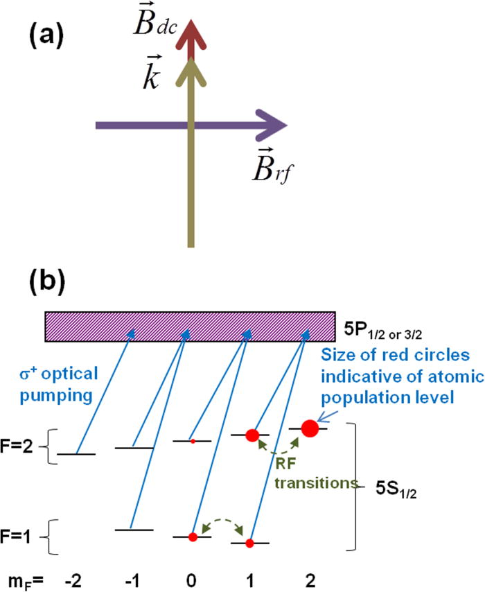Optical pumping in a microfabricated Rb vapor cell using a ...