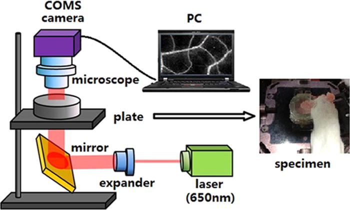 Full-field optical micro-angiography | Applied Physics Letters | AIP ...