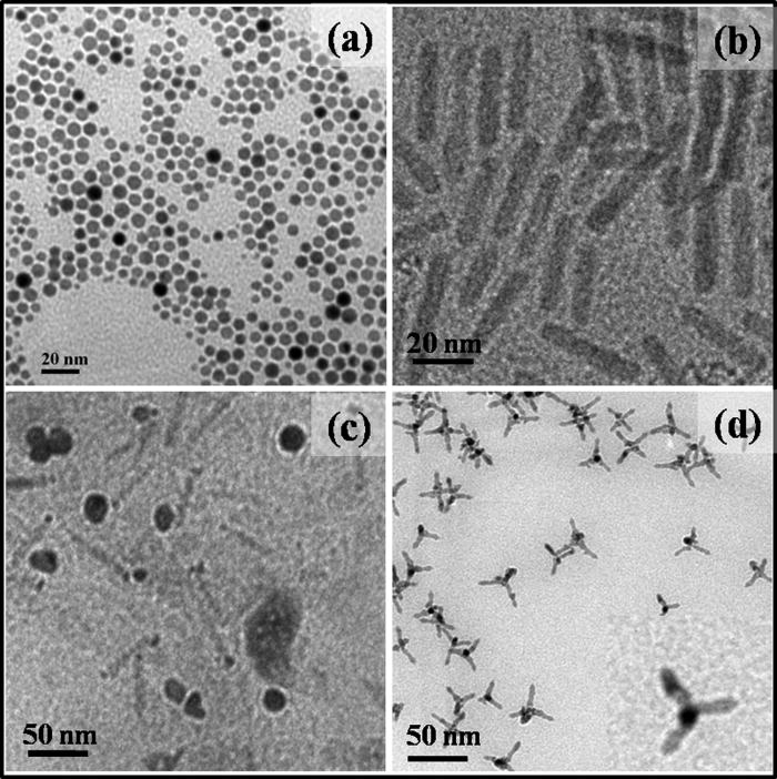 Non-radiative relaxation and rectification behavior of metal ...