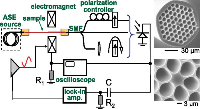 Magneto-optic effects in silica core microstructured fibers with a ...