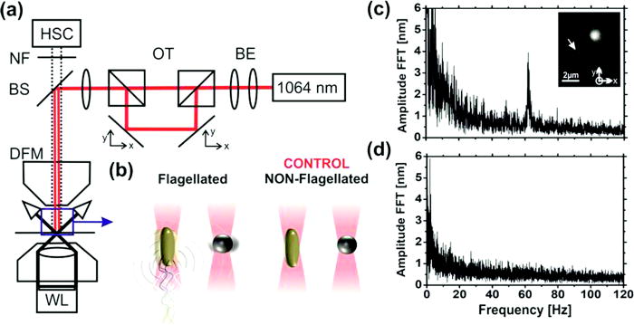 Direct optical monitoring of flow generated by bacterial flagellar ...