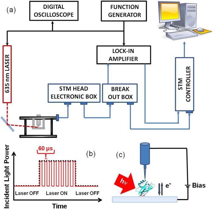 Excitation of the ligand-to-metal charge transfer band induces electron ...