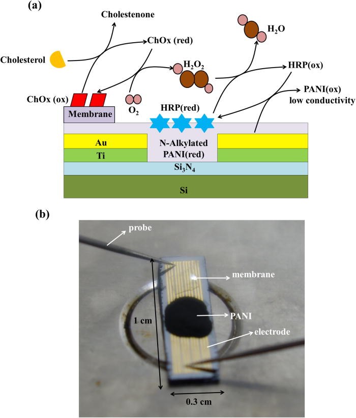 Cost-effective and highly sensitive cholesterol microsensors with fast ...