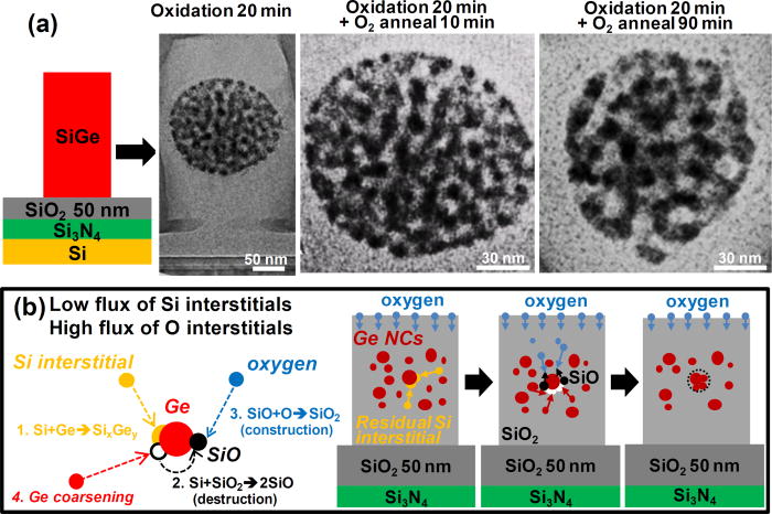The pivotal role of SiO formation in the migration and Ostwald ripening ...