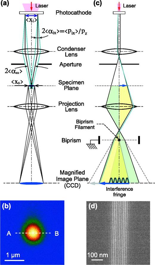 Coherence of a spin-polarized electron beam emitted from a ...