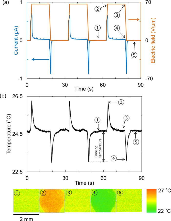 Electrocaloric characterization of a poly(vinylidene fluoride ...