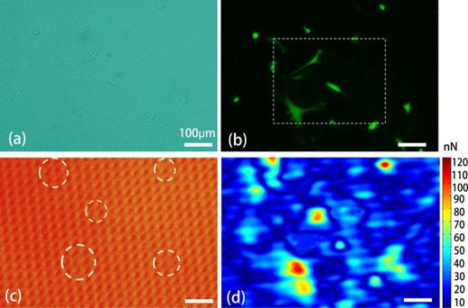 Cell force mapping using a double-sided micropillar array based on the ...