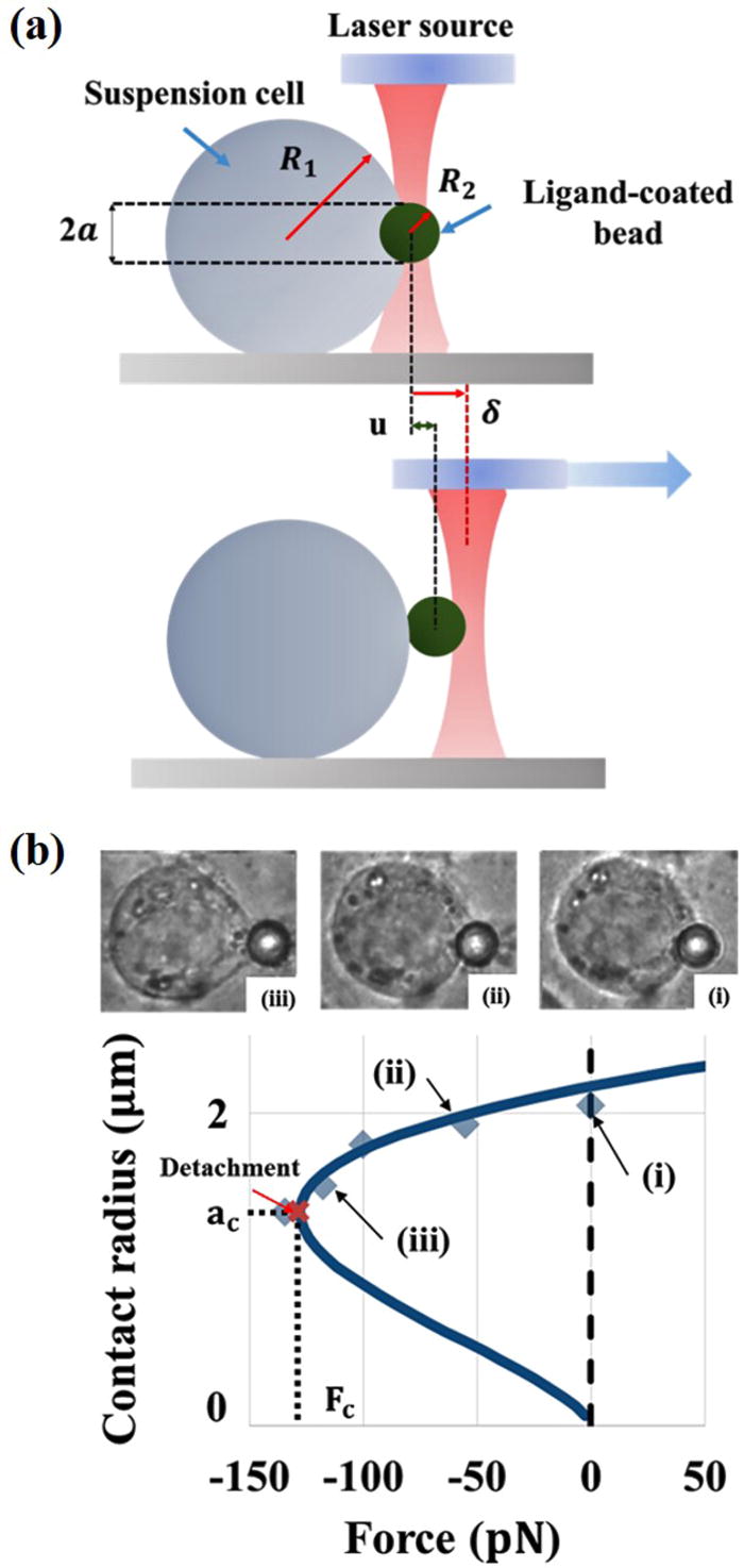 Probing the coupled adhesion and deformation characteristics of ...