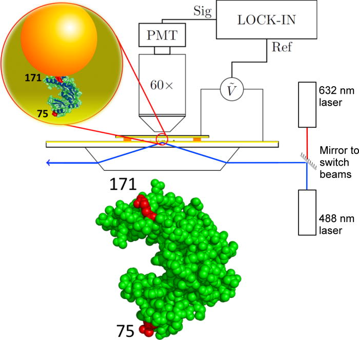 Plasmon resonance enhanced mechanical detection of ligand binding ...