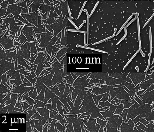 Optically confined polarized resonance Raman studies in identifying ...