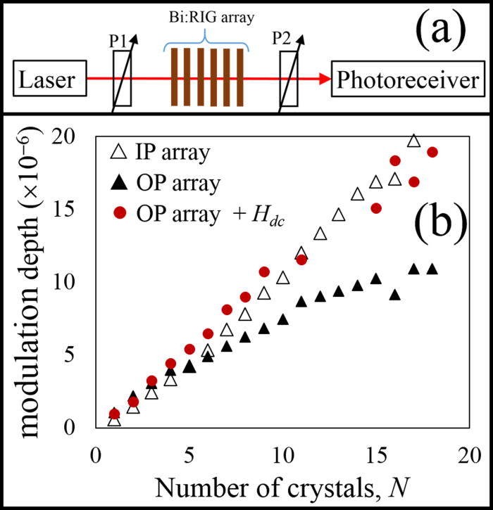 Effects of magnetically induced optical incoherence in arrayed Faraday ...
