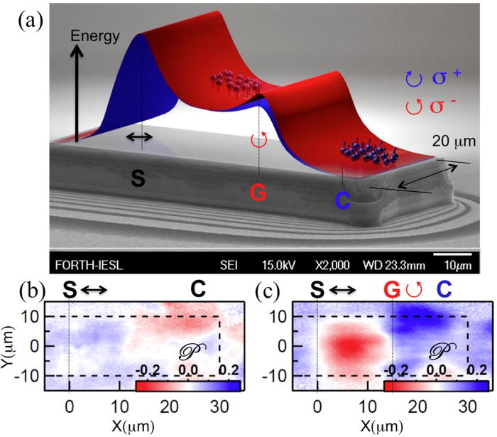 Spin selective filtering of polariton condensate flow | Applied Physics ...
