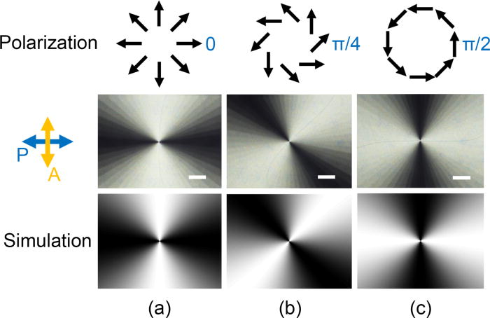 Generation of arbitrary vector beams with liquid crystal polarization ...