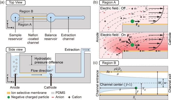 Tunable sheathless microfluidic focusing using ion concentration ...