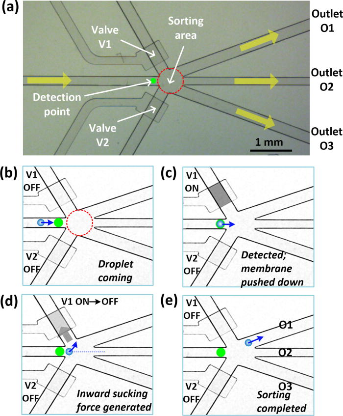 Microfluidic droplet sorting using integrated bilayer micro-valves ...
