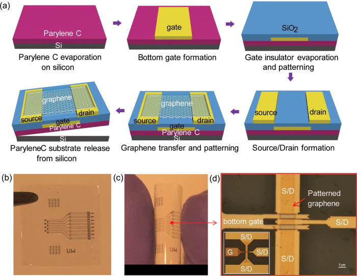 Flexible bottom-gate graphene transistors on Parylene C substrate and ...