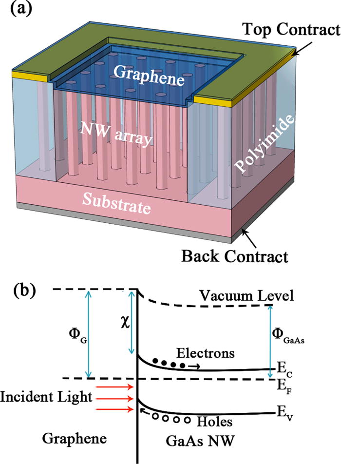 A monolayer graphene/GaAs nanowire array Schottky junction self-powered ...