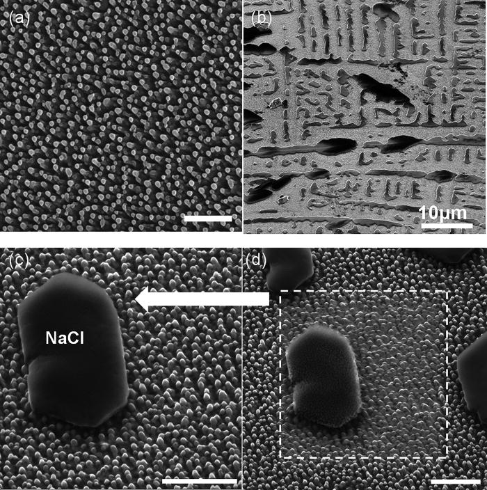 Visible wavelength surface-enhanced Raman spectroscopy from In-InP ...