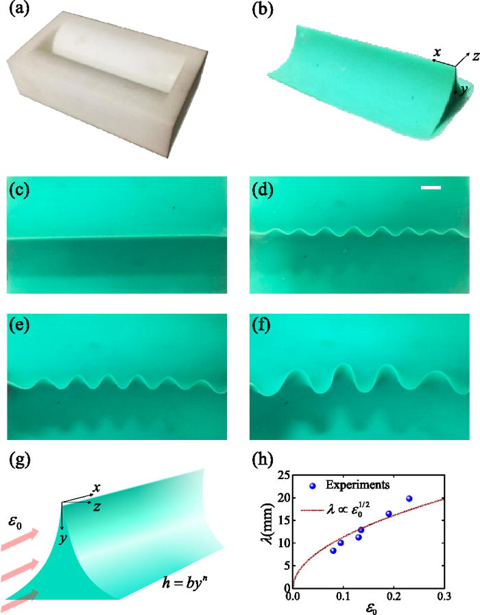 Edge wrinkling of a soft ridge with gradient thickness | Applied ...