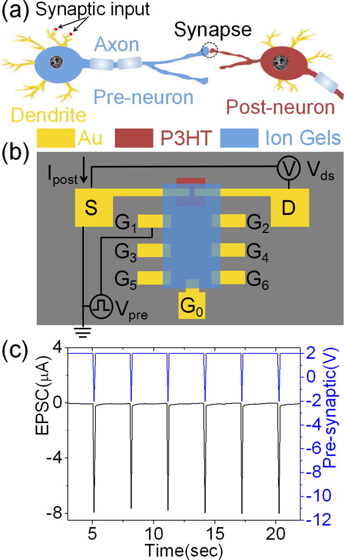 Multi-gate organic neuron transistors for spatiotemporal information ...
