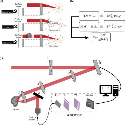 Brillouin micro-spectroscopy through aberrations via sensorless ...