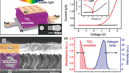 Wavelength-dependent visible light response in vertically aligned ...