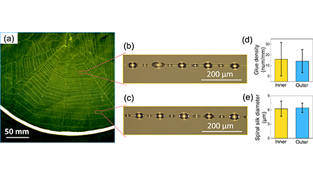 Functional gradient effects on the energy absorption of spider orb webs ...