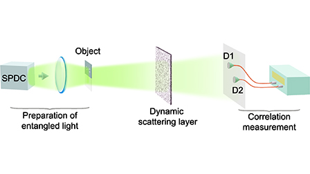 Two-photon imaging assisted by a thin dynamic scattering layer ...