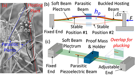 A bio-inspired host-parasite structure for broadband vibration energy ...