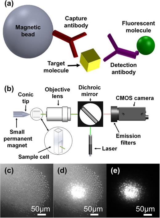 Magnetically aggregated biosensors for sensitive detection of ...