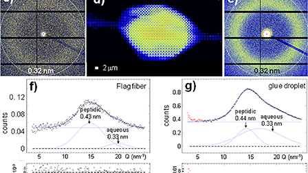 Skin-core morphology in spider flagelliform silk | Applied Physics ...