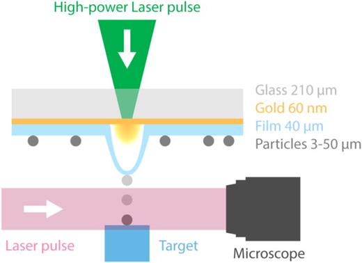 Molecular dependencies of dynamic stiffening and strengthening through ...