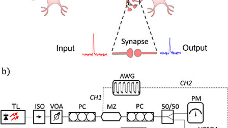 Weight adjustable photonic synapse by nonlinear gain in a vertical ...