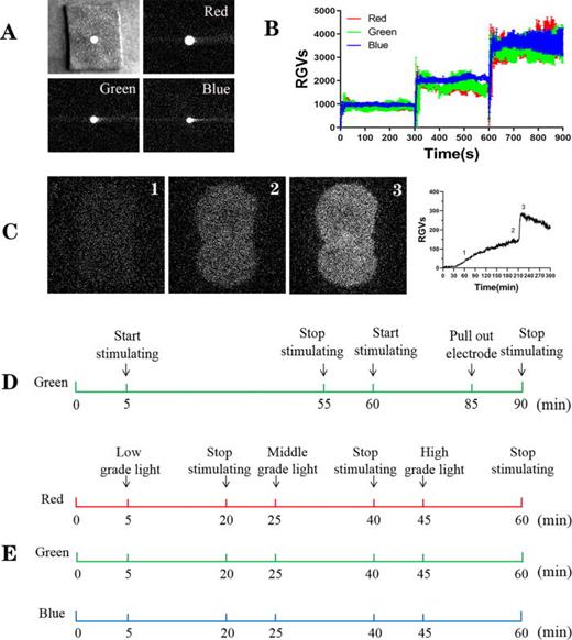 Intracellular simulated biophoton stimulation and transsynaptic signal ...