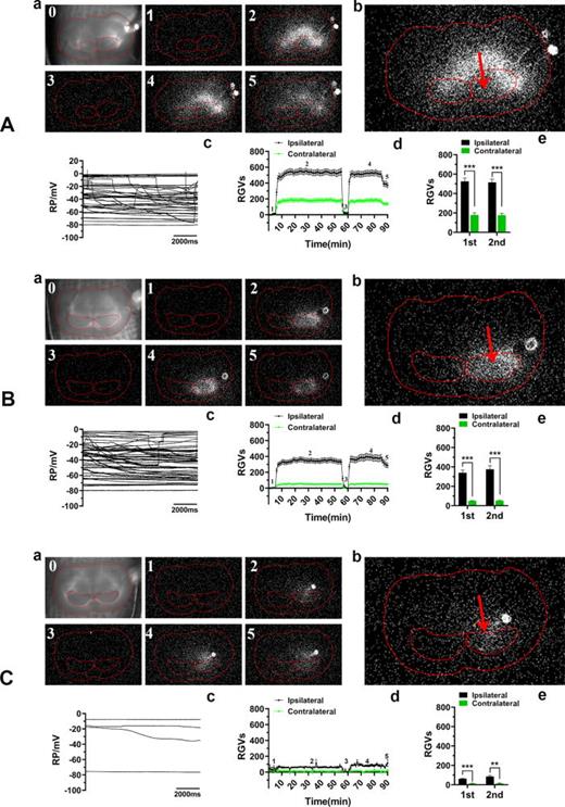 Intracellular simulated biophoton stimulation and transsynaptic signal ...