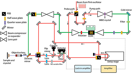 Incoherent-to-coherent crossover in thermal transport through III–V ...
