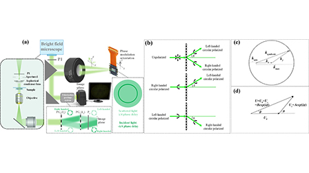 Single-shot spatial light interference microscopy by demultiplexing ...