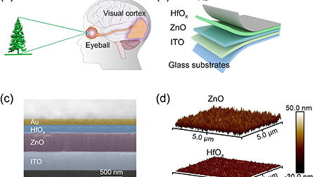 Optoelectronic synaptic device based on ZnO/HfOx heterojunction for ...