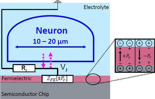 Impedance Switching For Neural Recording With Ferroelectric Microelectrodes Applied Physics