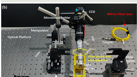 Compact single fiber optical tweezer–micropipette system for completely ...