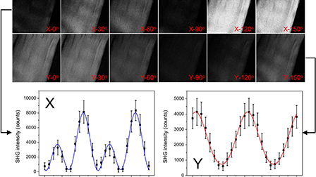 Calibrated χ(2)-tensor polarization-resolved second harmonic generation microscopy for precise ...
