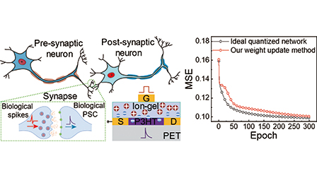 An organic electrochemical synaptic transistor array for neuromorphic ...