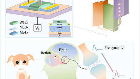 Electrostatic aid-free photo-floating gate two dimensional MoS2 ...