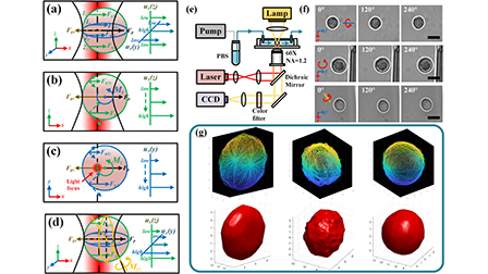 Optofluidic-based cell multi-axis controllable rotation and 3D surface ...