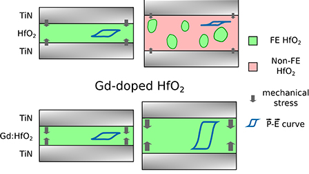 Doped and undoped ferroelectric HfO2: Role of Gd-doping in stabilizing the ferroelectric phase ...
