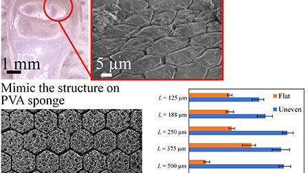 Micro-adhesive structure inspired by tree frog toe pads fabricated by ...