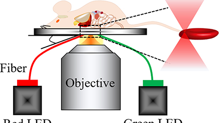 In vivo optical trapping of erythrocytes in mouse liver imaged with ...