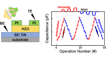 Multi-state nonvolatile capacitances in HfO2-based ferroelectric ...