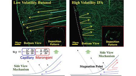 Flow structure near three phase contact line of low-contact-angle ...
