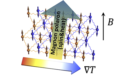 Topological magnon–polaron transport in a bilayer van der Waals magnet ...